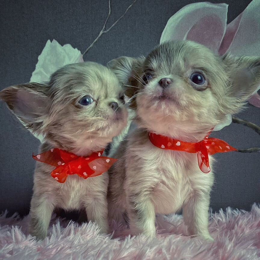 Чихуахуа, щенок