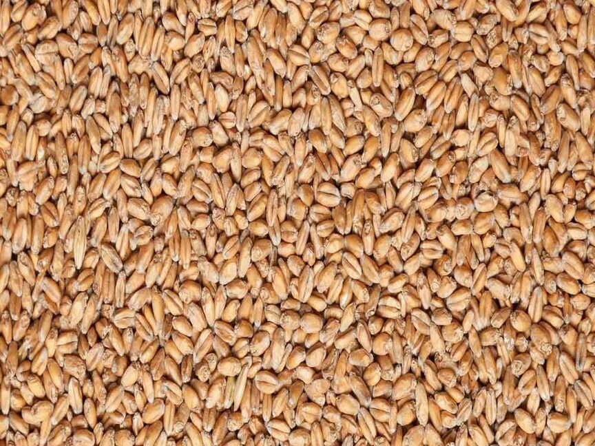 Пшеница, овес