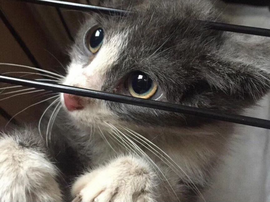 Маленький котенок грустит в клеточке