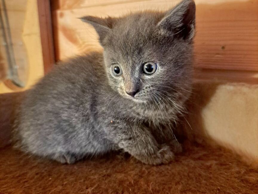 Котенок 1.5 мес. мальчишка