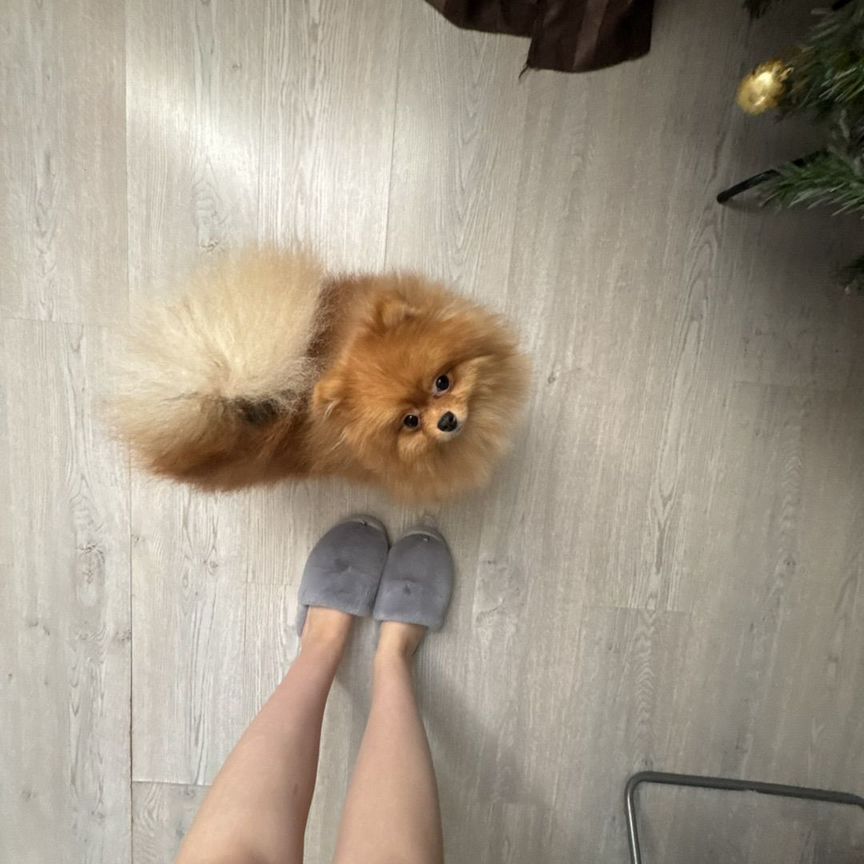 Померанский шпиц