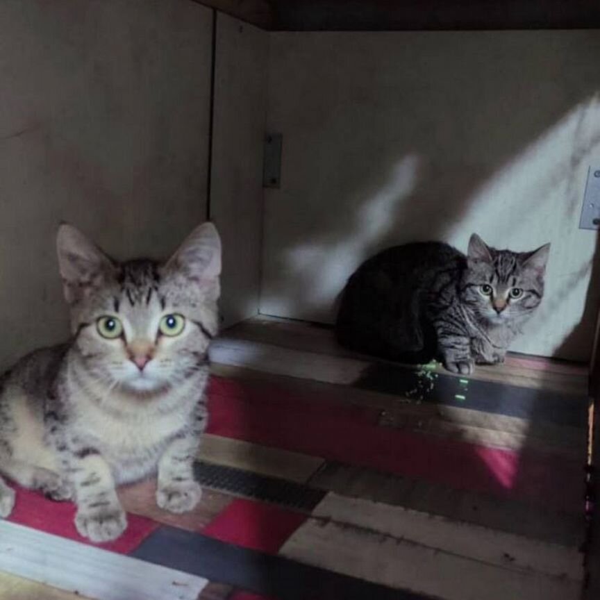 Котята Чип и Дейл в добрые руки