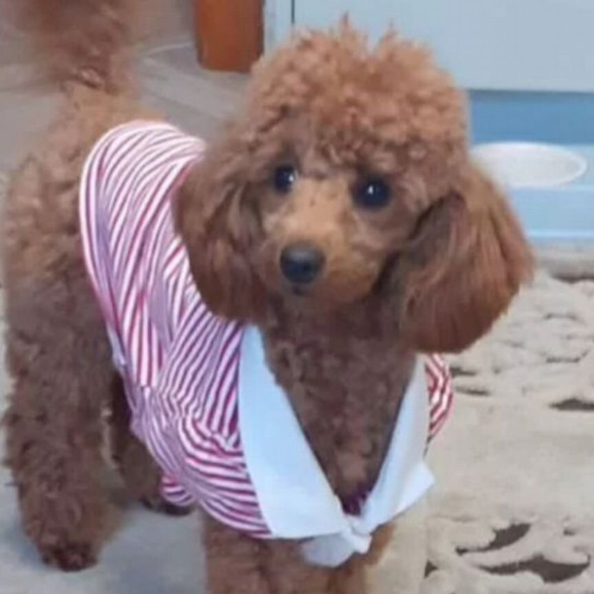 Той-пудель, щенок