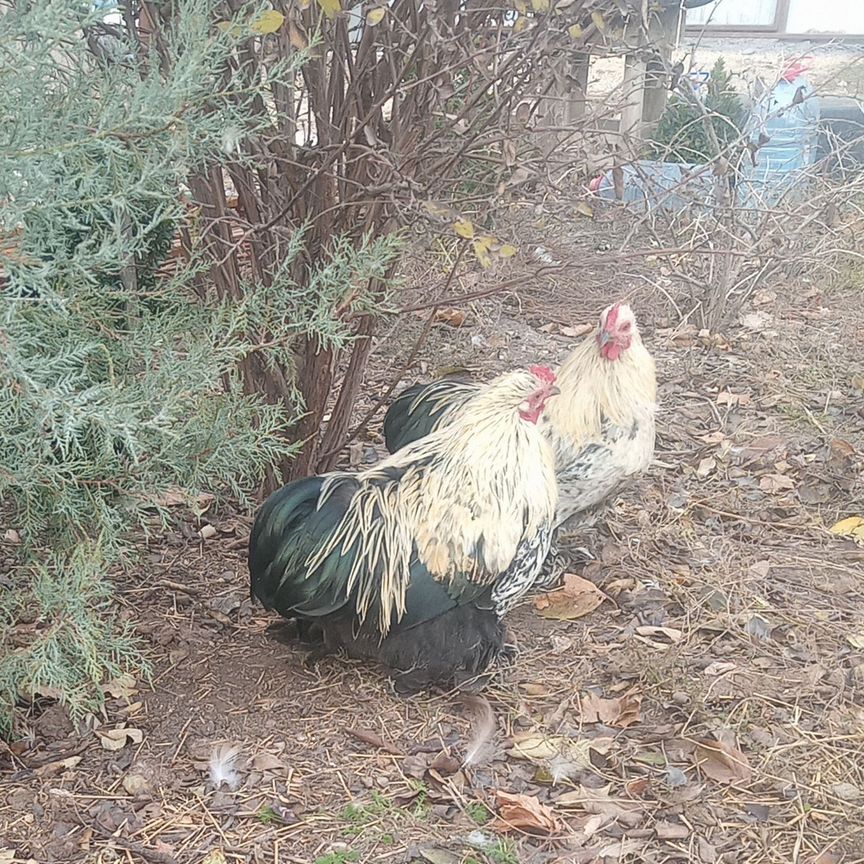 Петухи мини кохинхин