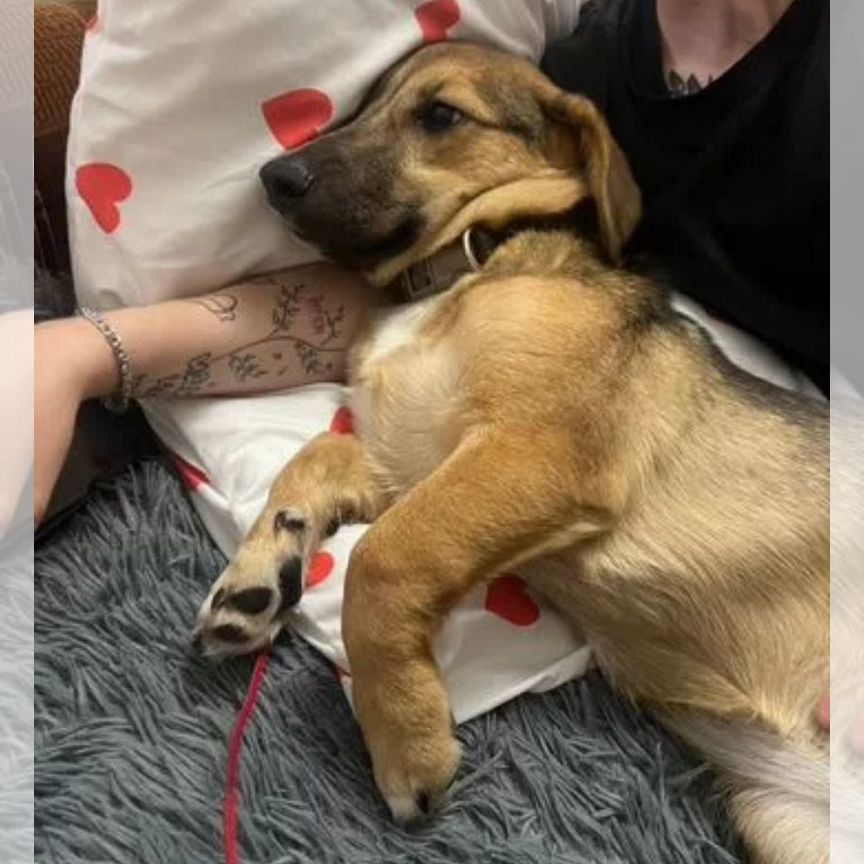 Щенок в добрые руки