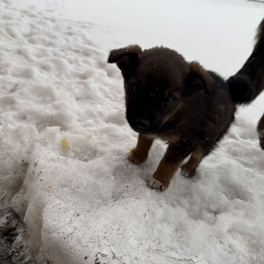 Щенок в добрые руки бесплатно