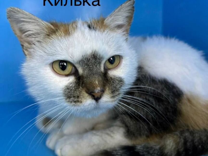 Килька, что ждёт меня завтра Голод и тяготы жизни