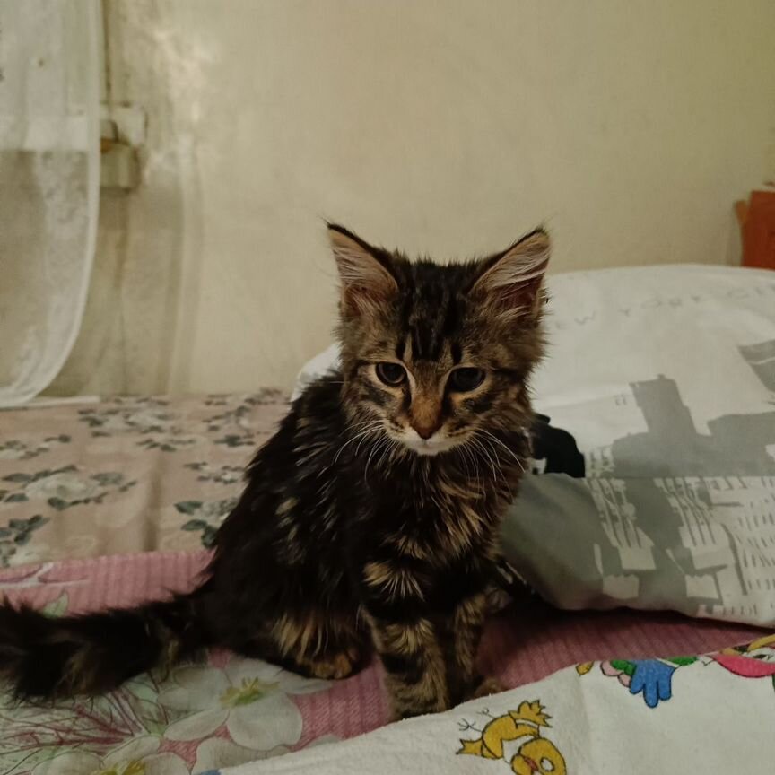 Мейкун котенок мальчик