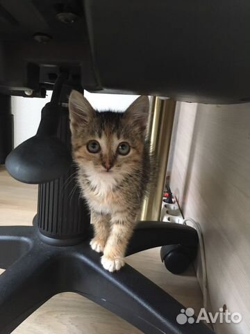 Отдам котенка в добрые руки