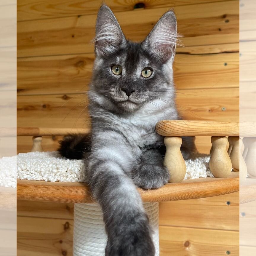 Котенок-волчонок дымчатая девочка мейн-кун