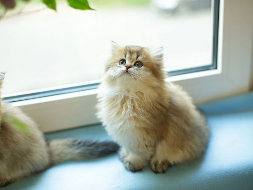 Британский длинношерстный котенок