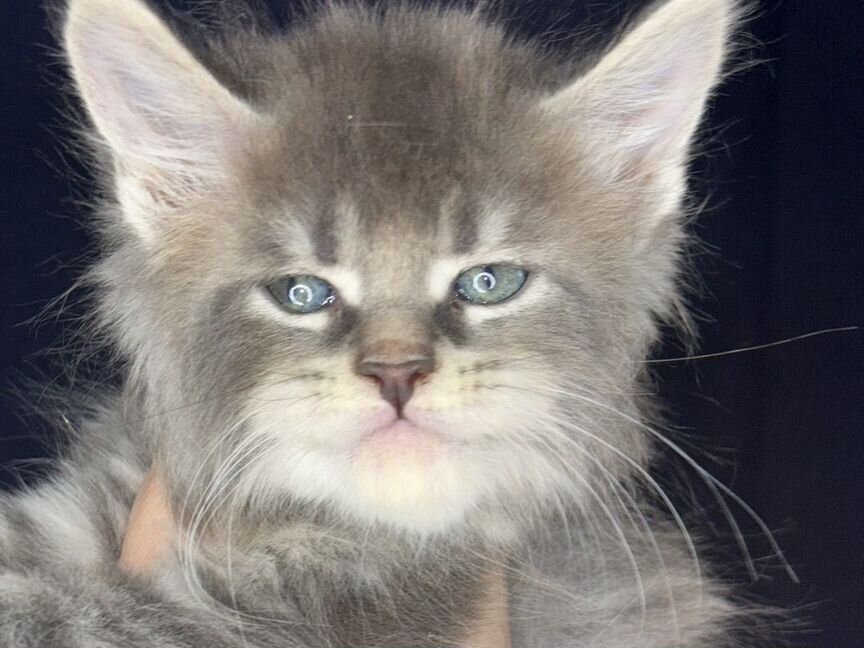 Мейн-кун шикарнейший котенок