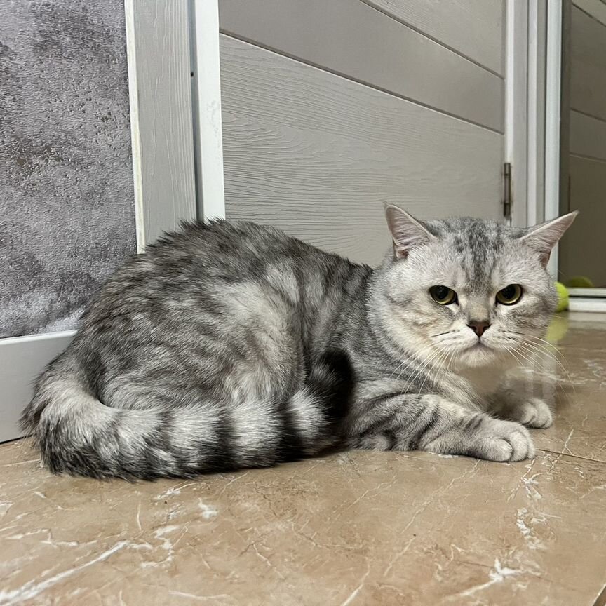 Отдаем котика