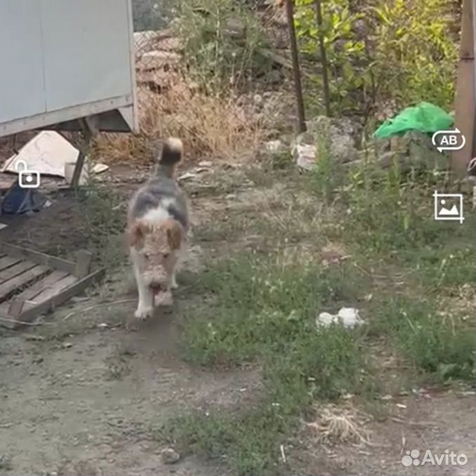 Фокстерьер жесткошерстный