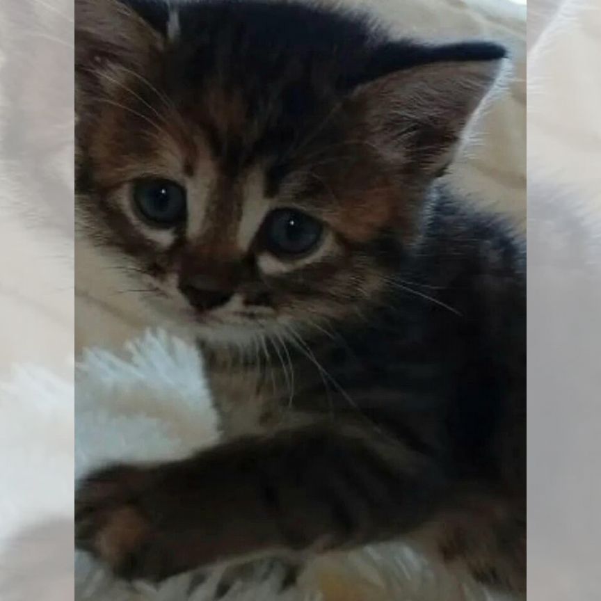 Котёнок в добрые руки