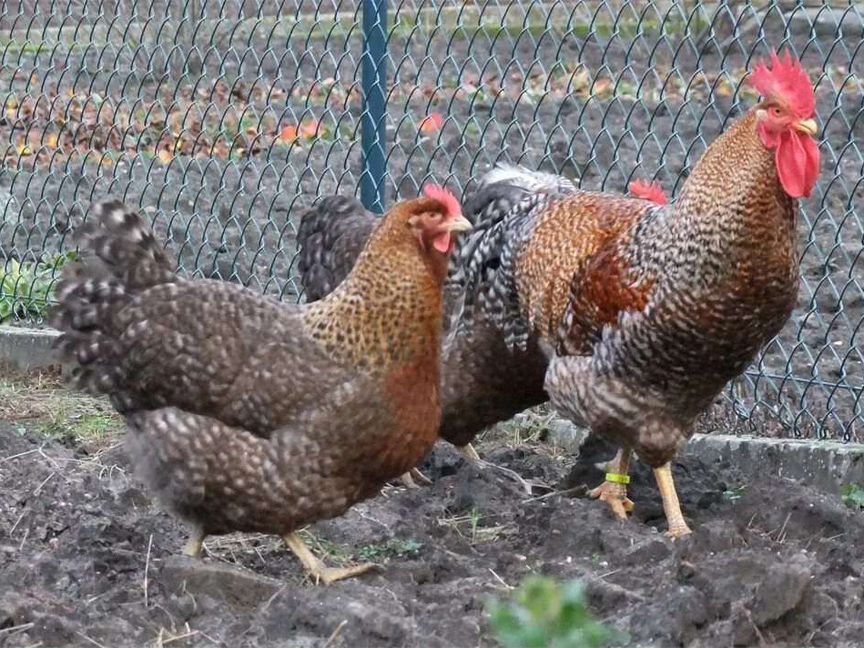 Куры молодки