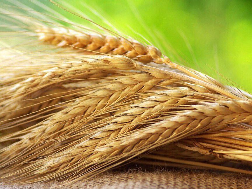 Корма для животных