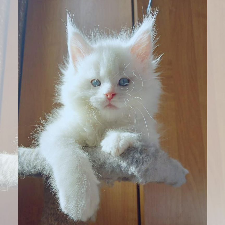 Мейн-кун котёнок