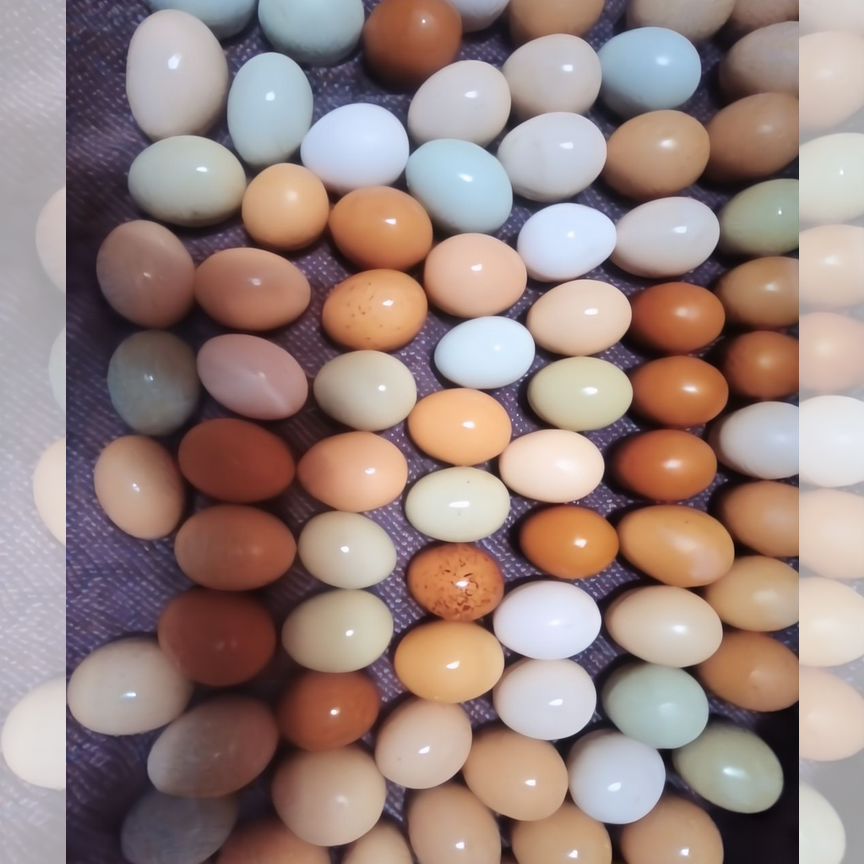 Цыплята несушки