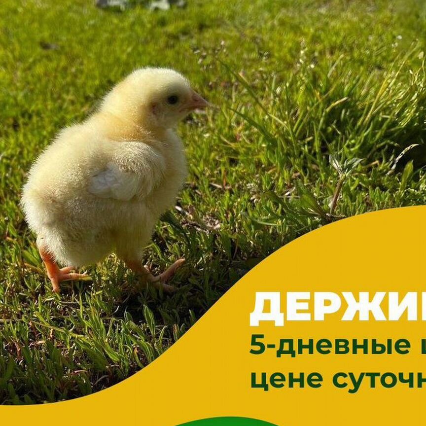 Цыплята Росс суточные в наличие и под заказ