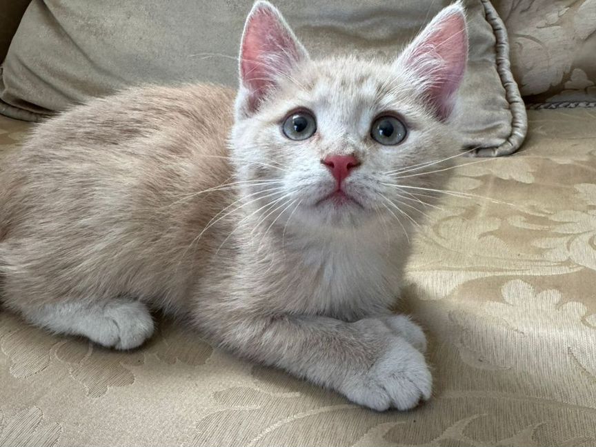 Ласковый котёнок в добрые руки