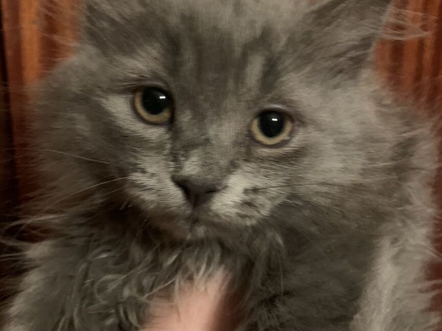 Котик голубых кровей