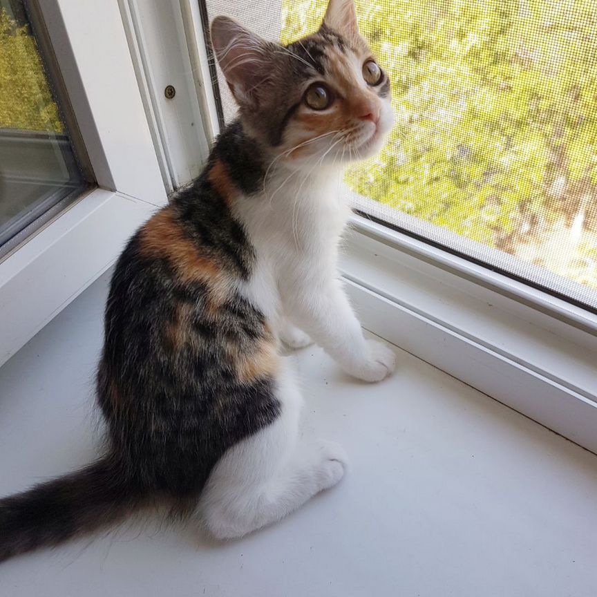 Котёнок -девочка 3.5 месяца