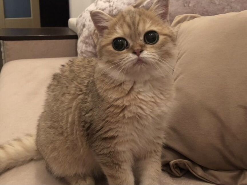 Британская золотая шиншилла