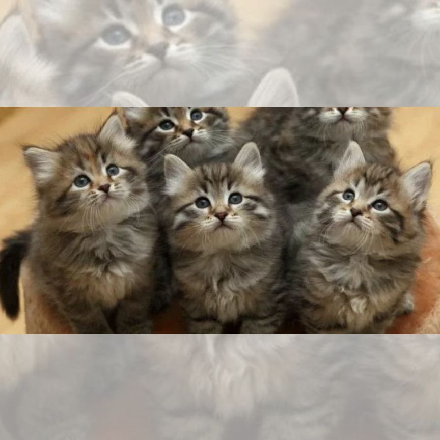 Чистокровные сибирские котята