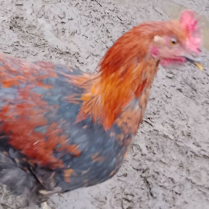 Молодые петушки