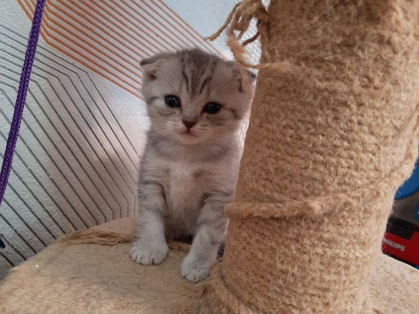 Шотландские котята мальчики
