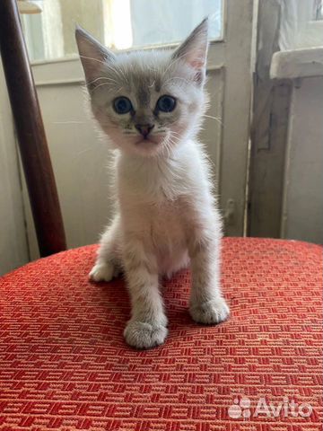 Котята