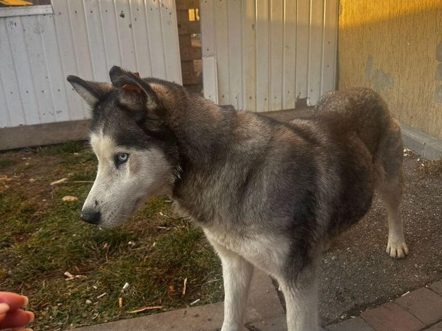 Хаски в добрые руки