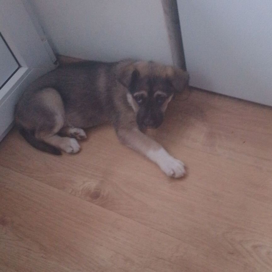 Щенок,1,5 месяца