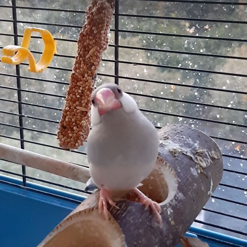 Рисовая амадина светлого окраса, самка