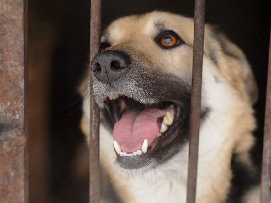 Девочка Флора ищет дом