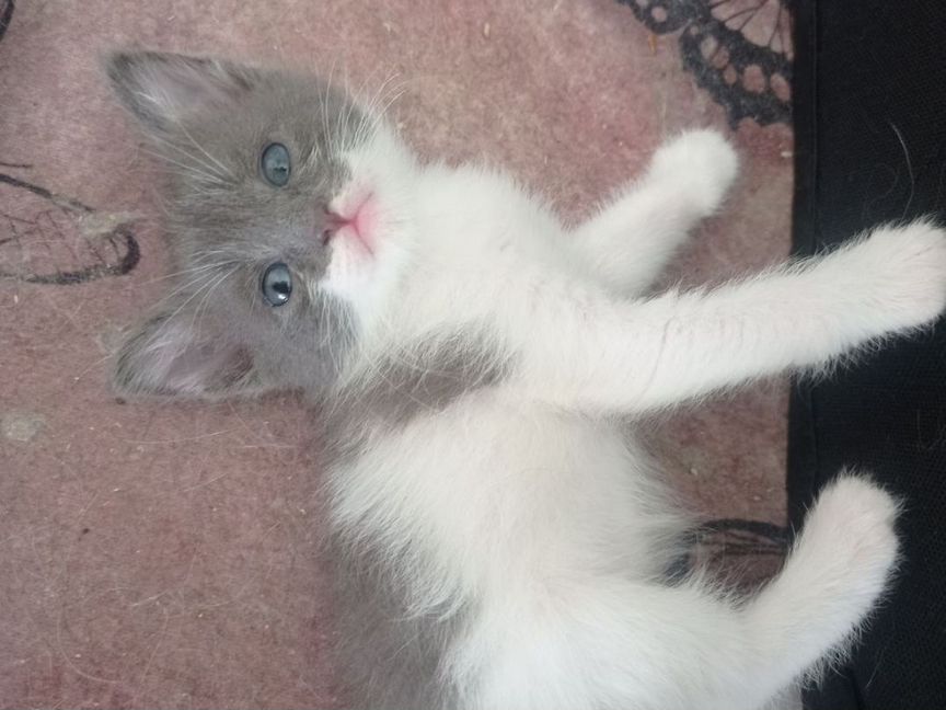 Британские котята