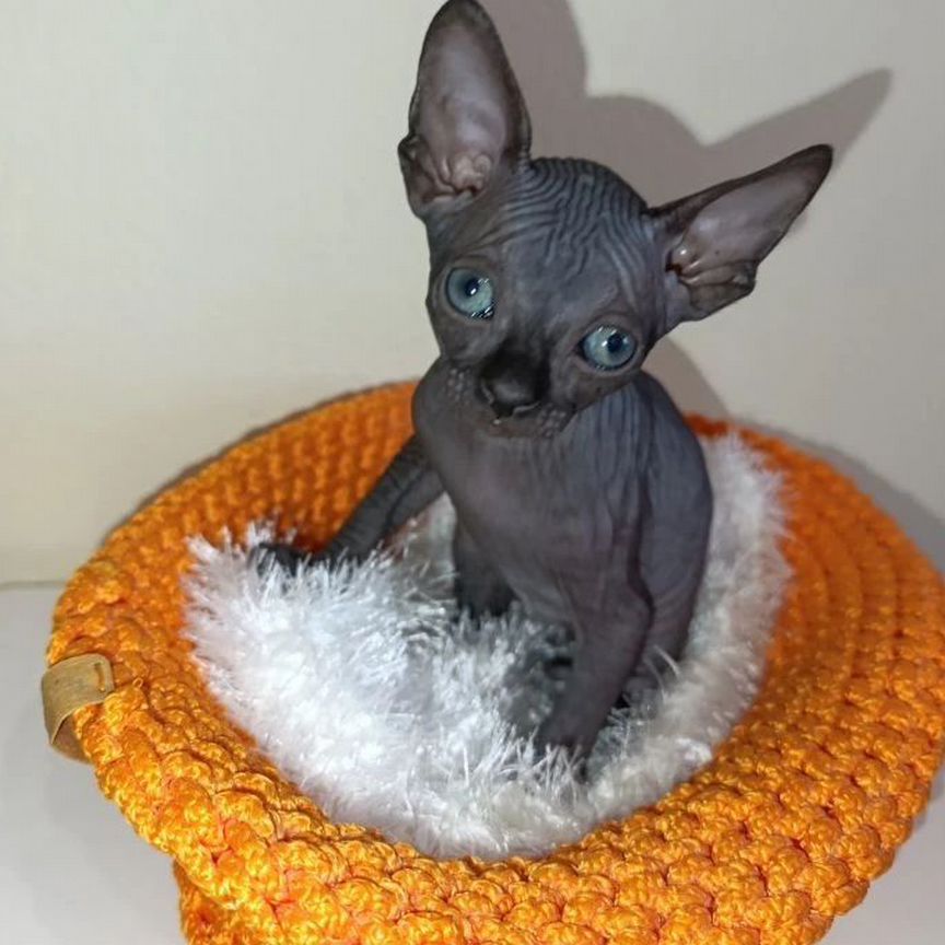 Канадский сфинкс котёнок