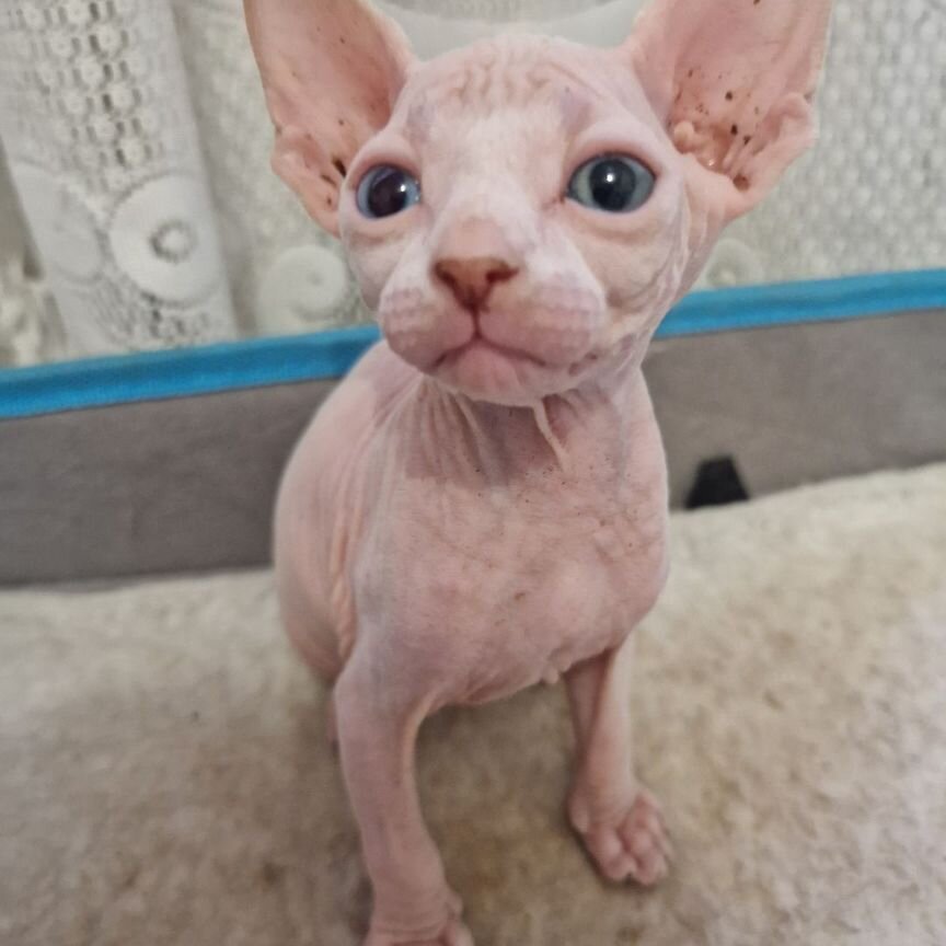 Канадский сфинкс