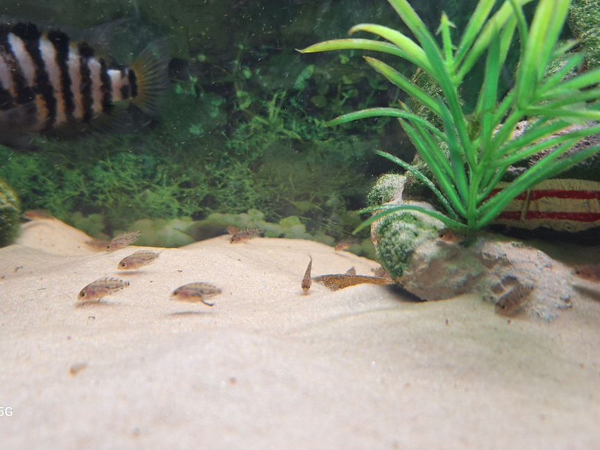 Цихлазома чернополосая