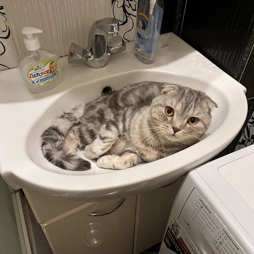 Шотланский вислоухий кот
