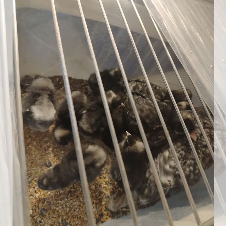 Цыплята нихиленская кукушка