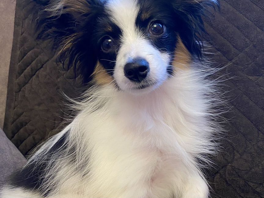 Щенок папийона