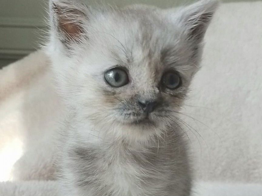 Дымчатый котенок мальчик, 1,5 месяца, ищет дом