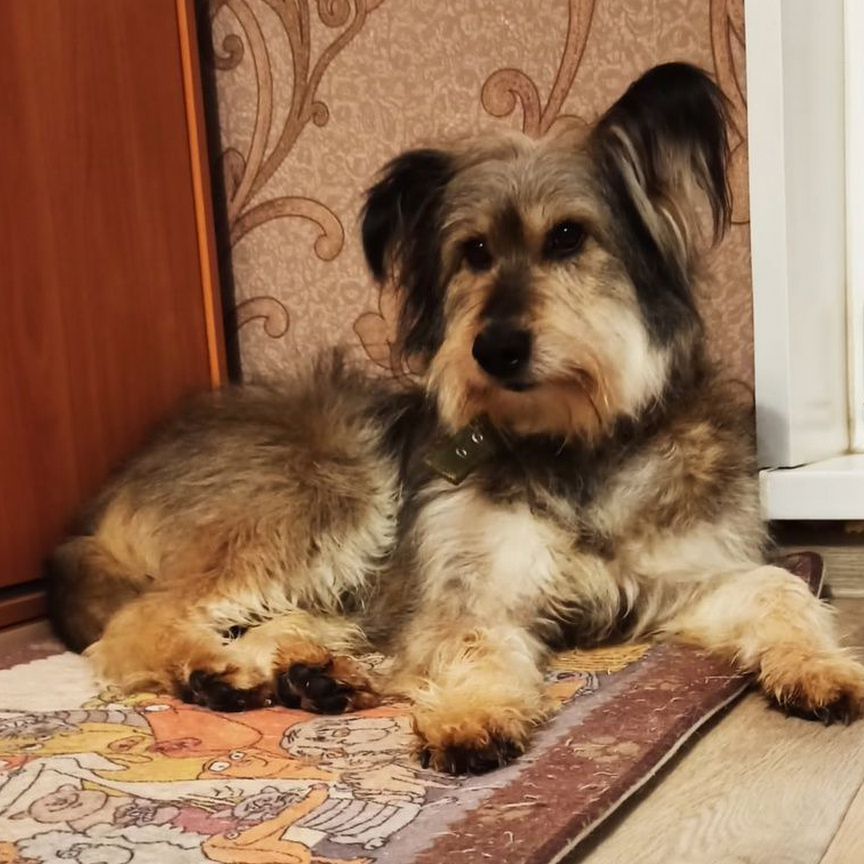 Компаньон и друг