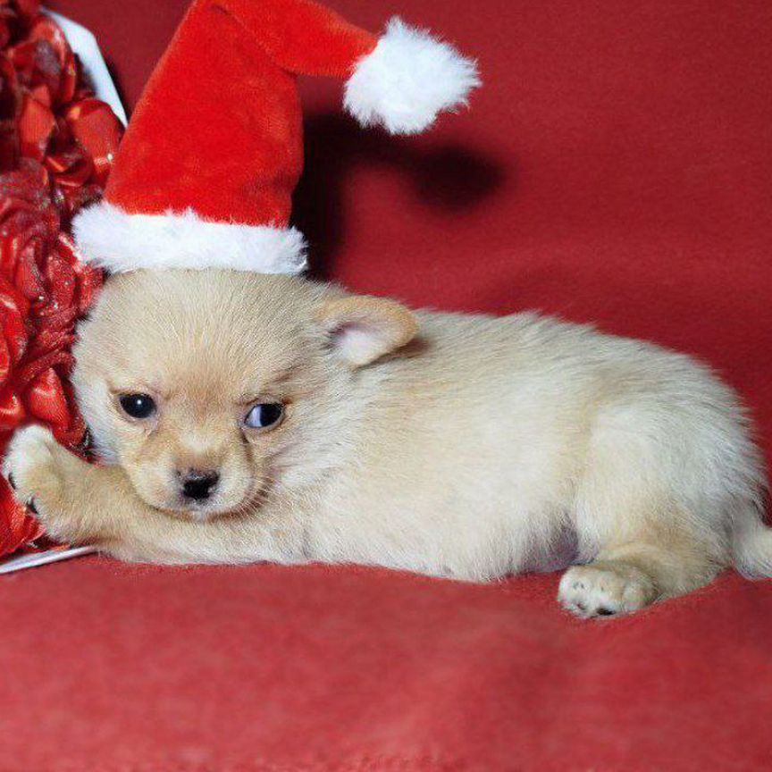 Помчи, щенок