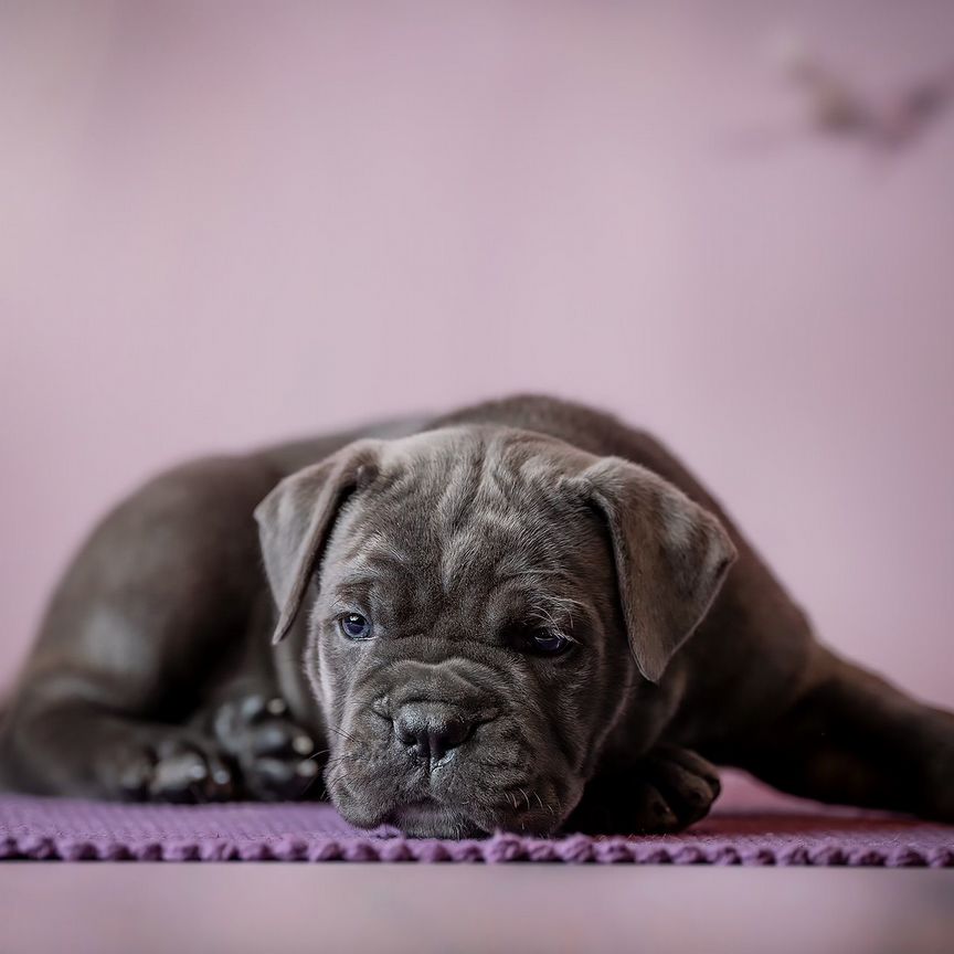 Щенки кане корсо