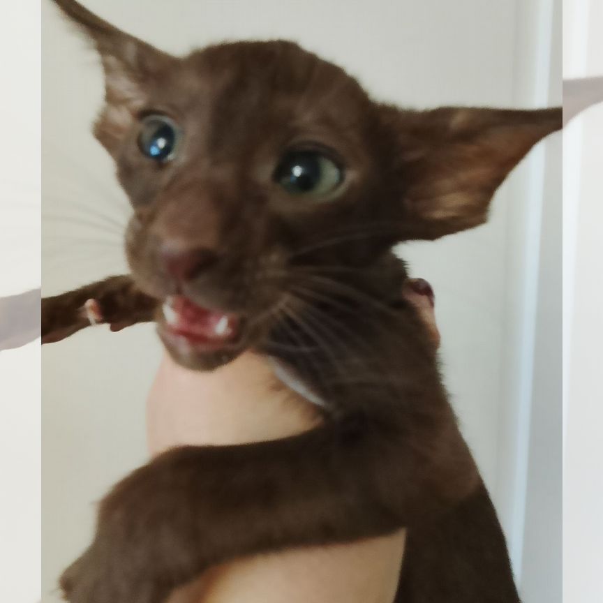 Ориентальный котёнок