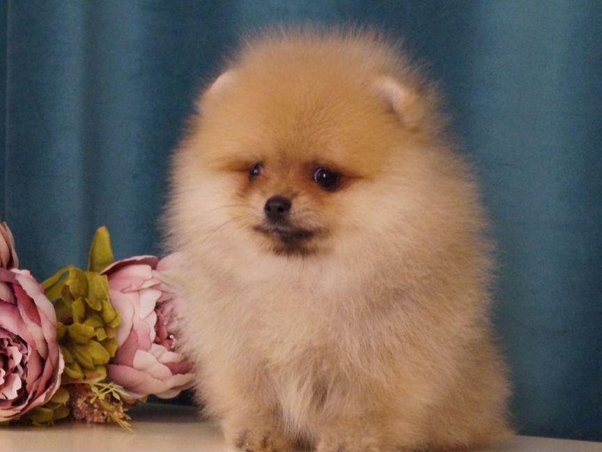 Померанский шпиц