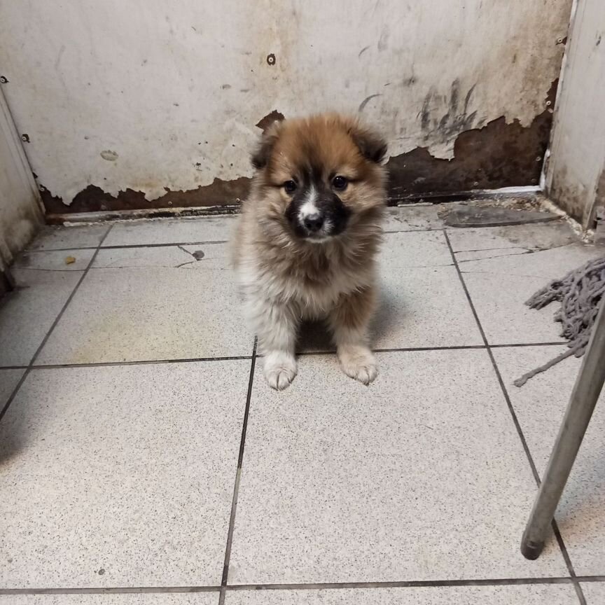 Щенок в добрые руки